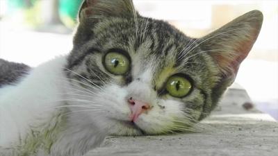 Free Cat Stock Video Footage - (9,032 Free Downloads)