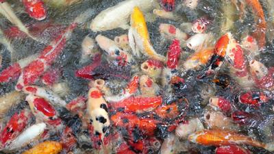 Free Jellyfish Stock Video Footage - (380 Free Downloads)