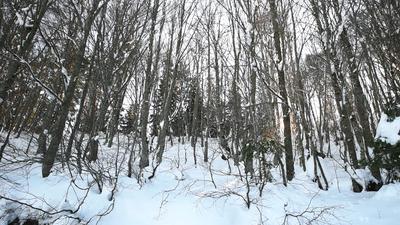 Close-up of Snow-Covered Tree in a Snowy Forest Free Stock Footage ...