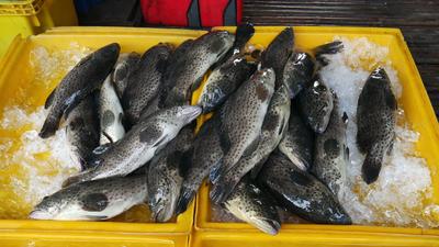 Free Fish Stock Video Footage - (2,316 Free Downloads)